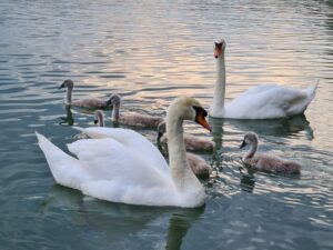 Arquétipo do Cisne: Características, Lado Luz e Sombra.