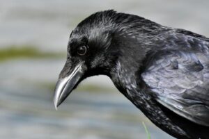 Arquétipo Do Corvo: Características, Lado Luz E Sombra...