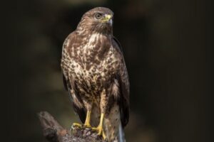 Arquétipo Do Golfinho: Características, Lado Luz, Sombra...